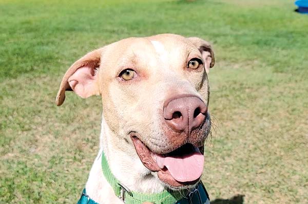 os pet of the week 12-11 | News, Sports, Jobs - Maui News